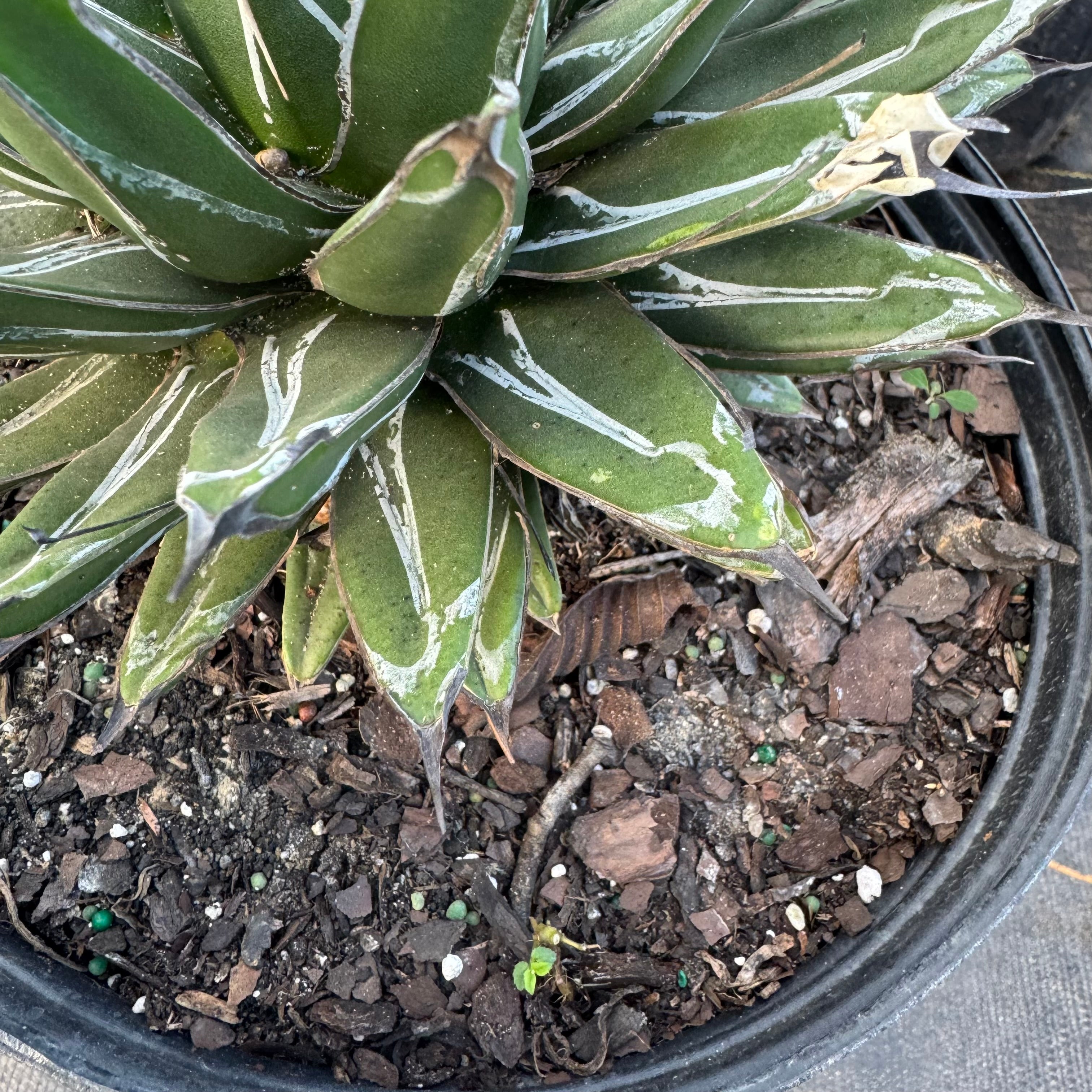 Queen Victoria Agave – The Ranch | Wholesale Plants & Nursery